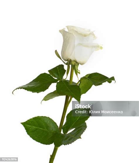 배경 밝은 육즙 로즈 없이 고립 된 배경 색상에 화이트 장미 0명에 대한 스톡 사진 및 기타 이미지 0명 1 가까운