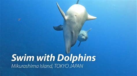 野生イルカと泳ぐ！御蔵島ドルフィンスイム 東京 伊豆諸島 Youtube