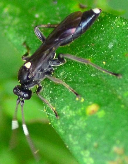 Wasp With White Spots