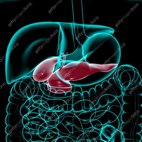 Gall Bladder Human Digestive System Anatomy 3d Rendering 이미지 1295571629 일러스트 무료 일러스트 게티이미지뱅크