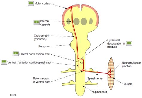 Corticospinal Tract Internal Capsule