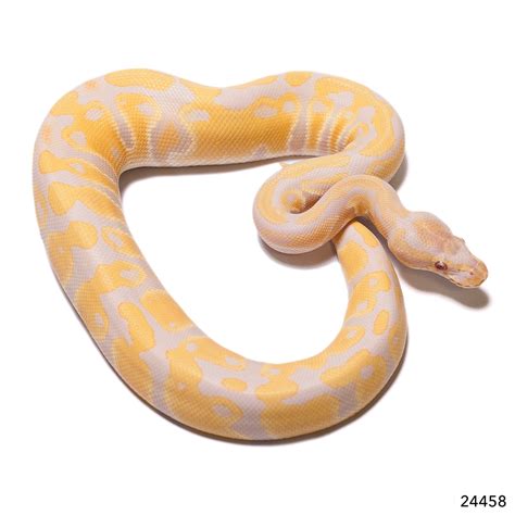 Candino Poss Candy Ball Python By The Florida Reptile Ranch Morphmarket