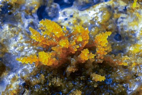 29 Ceramiales Royalty Free Photos And Stock Images Shutterstock