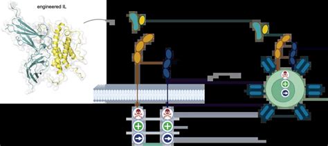 Rational Engineering Of New And Improved Cytokines Zelluläre