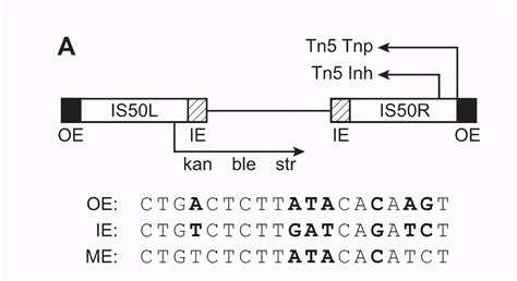 Cut Tag Hyperactive Pa Pg Tn Transposase