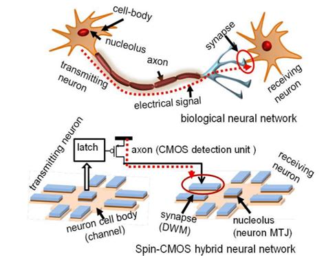The Future Of Computing Neuromorphic Synced