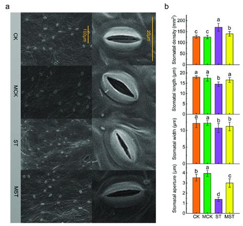 Melatonin Regulates Stomatal Development And Opening Of Apple Leaves