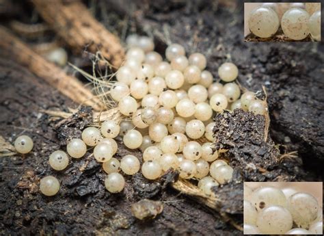 What Kind Of Eggs Are These I Found Them Under A Rock Just Now There