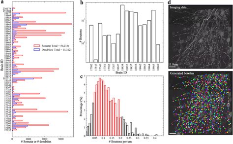 Mass Data Production Of Somata Dendrites And Boutons A Number Of