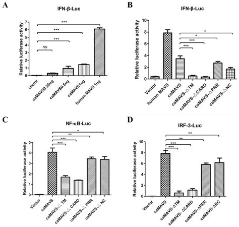 Overexpression of caMAVS induced IFN β via the NF κB and IRF mediated Download Scientific
