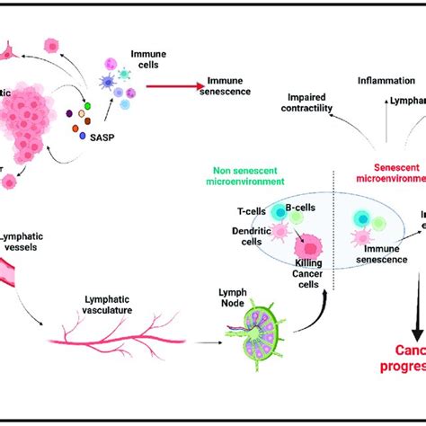 Immunosenescence In Cancer Microenvironment And Immune Evasion In Lymph Download Scientific