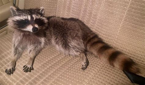 Raccoon Soft Mount Taxidermy Lifesize Partial Armature Etsy