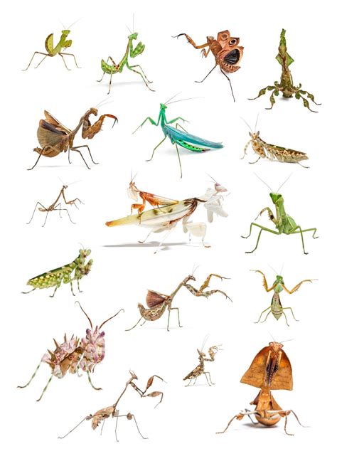 Premium Photo Xadecorative Educational Poster Set Of Many Different
