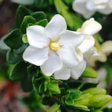 Gardenia Grandiflora Plant Only For Bulk Buyers Eplantica