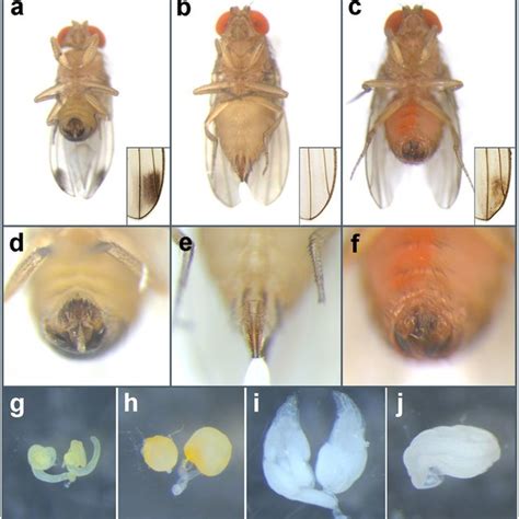 Phenotypic Comparison Of Wild Type And Mutant Flies Ventral View Of An