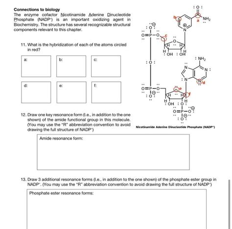 Solved Connections To Biology The Enzyme Cofactor