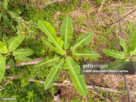 Pando Tree Photos And Premium High Res Pictures Getty Images