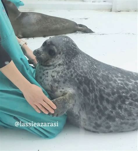 Yuki The Ringed Seal Holding Hands