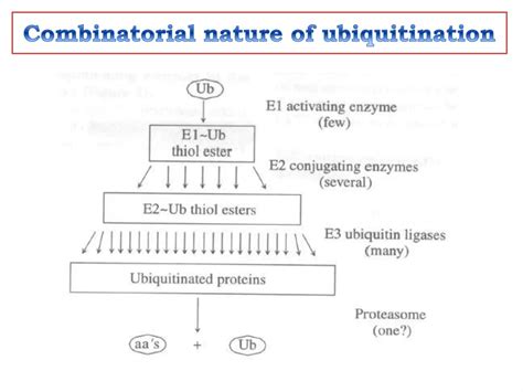 Ubiquitin Mediated Proteolysis Ppt
