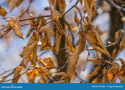 The Dead Hedge Is Located In The Vicinity Of The Wuhle River In The