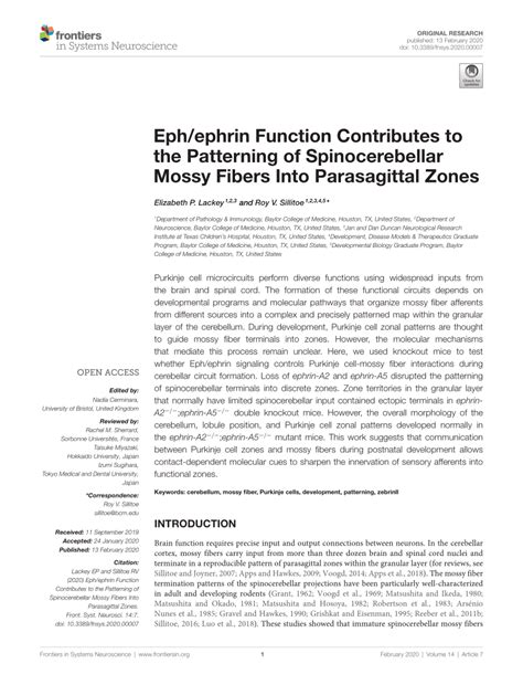 Pdf Ephephrin Function Contributes To The Patterning Of