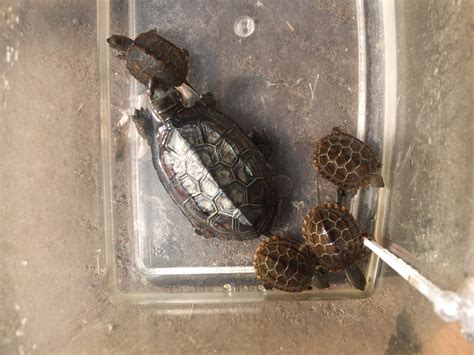 Mauremys Reevesii Mauremys Reevesii Picture Nature