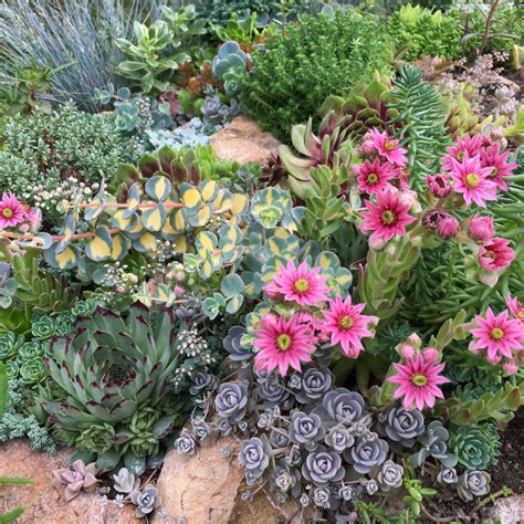 Beginners Guide 9 Gorgeous Flowering Succulents For A Low Maintenance