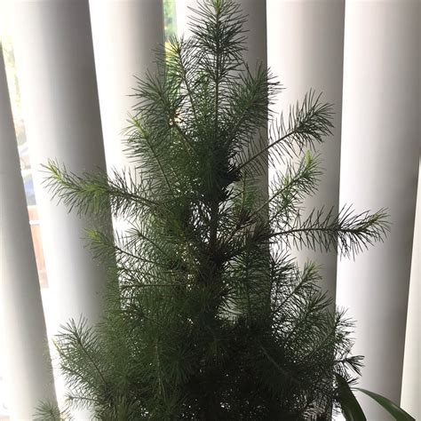Common Dwarf Alberta Spruce Problems