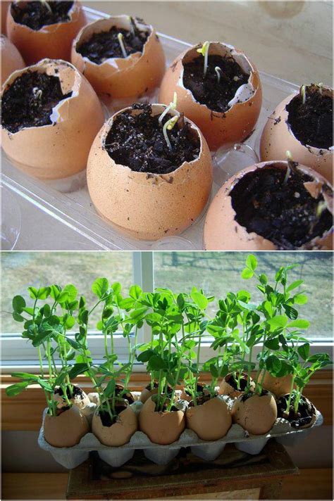 15 Frugal Ways To Make A Seed Starter With Household Items Pondic
