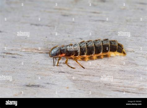 Glowworm Glow Worm Great European Glow Worm Beetle Lampyris