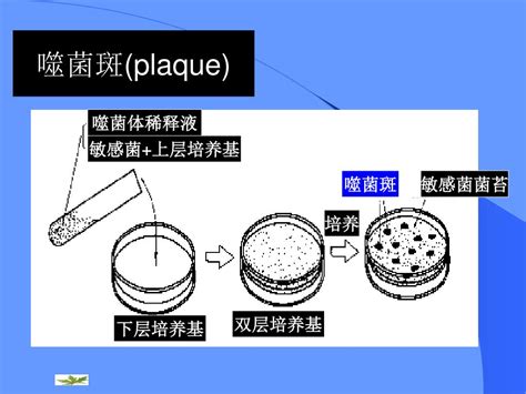 PPT 第六章 病毒和亚病毒 PowerPoint Presentation free download ID 6333170
