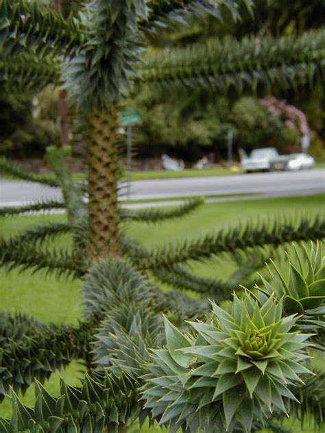 Monkey Puzzle Tree Trees Of Reed