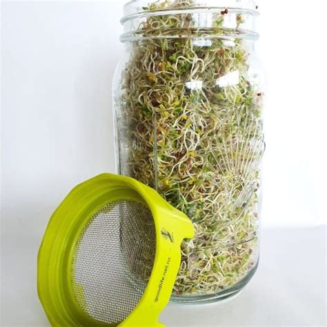 Sprouting Jar Kit Product Categories Bird Cages Nz