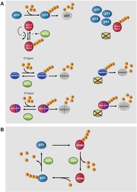 Usp2a And Usp7 Control The Stability Of P53 And Other Important