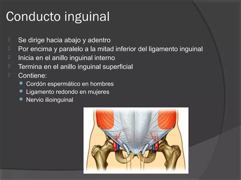 Anatomía Del Ligamento Inguinal Ppt