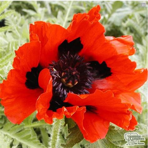 관상용 개량 양귀비꽃 마약 양귀비꽃 구분 인스티즈instiz 이슈 카테고리