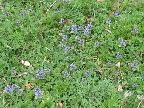Vild Med Køkkenhave Vild Græsplæne