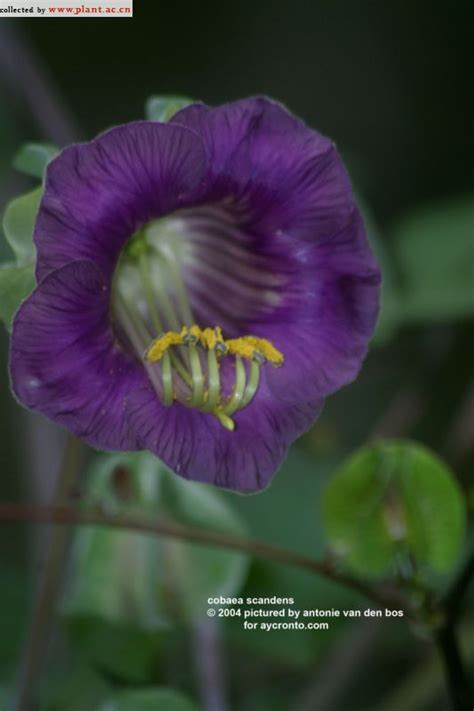 cobaea scandens Cav 植物图片库 植物通