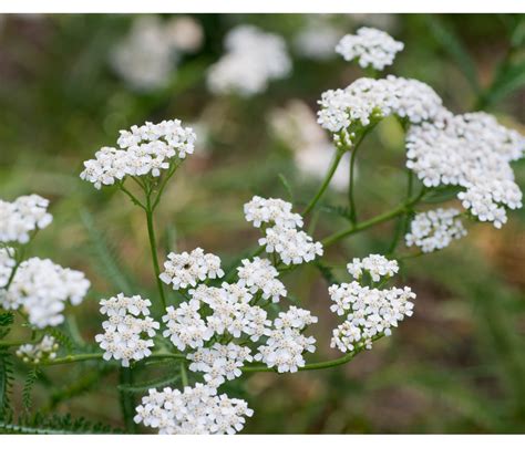 Yarrow Organically Grown Potted Plant The Grateful Root Farm
