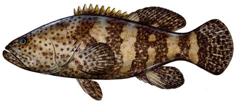 Grouper Drawing At Getdrawings Free Download