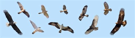Bird Raptor Predator Eagle
