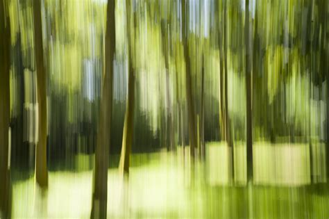 Guillaume Chaplot Nous Emmène « Dans La Forêt Une Exposition à Sète
