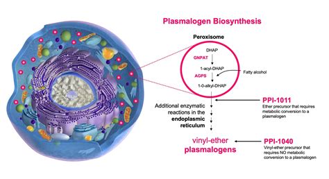 Plasmalogens — Med Life Discoveries