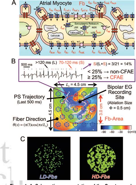 Figure 1 From The Role Of Fibroblasts In Complex Fractionated Electrograms During Persistent