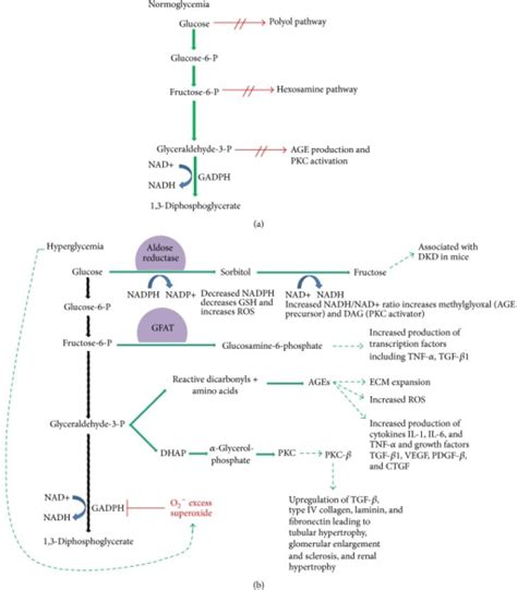 A Glycolysis Is The Biochemical Pathway In Which Gluc Open I