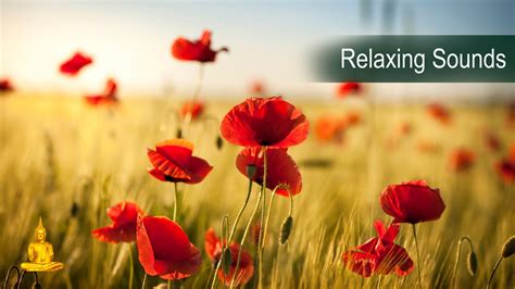 Relaxing Music Summer Sounds Of Nature Youtube Music
