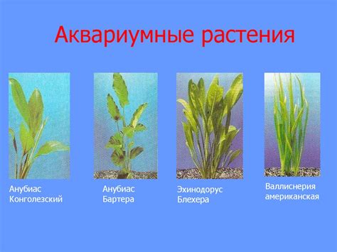 Аквариум искусственная экосистема презентация онлайн