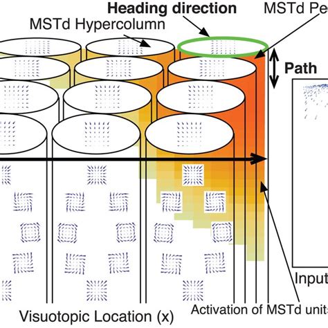 Diagram Of Model V1 Mt Mstd First Order Local Motion Is Computed In Download Scientific