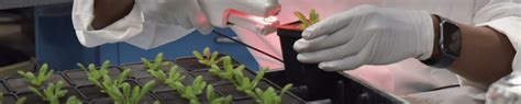 Understanding The Roles Of Carbonic Anhydrases In Plants