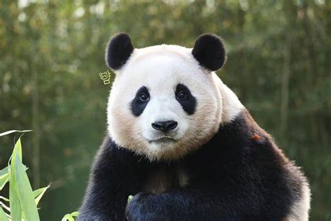 大熊猫福宝 高清图片，堆糖，美图壁纸兴趣社区